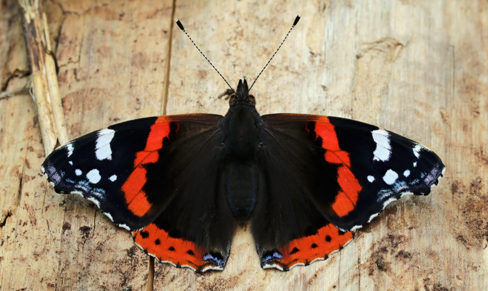 Is nature fighting back against climate change? - Noreus - All your ...